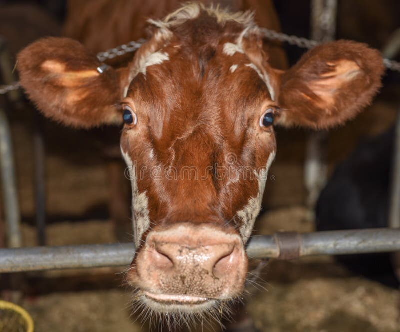 Red cow stock photo. Image of cute, agriculture, livestock - 130380570