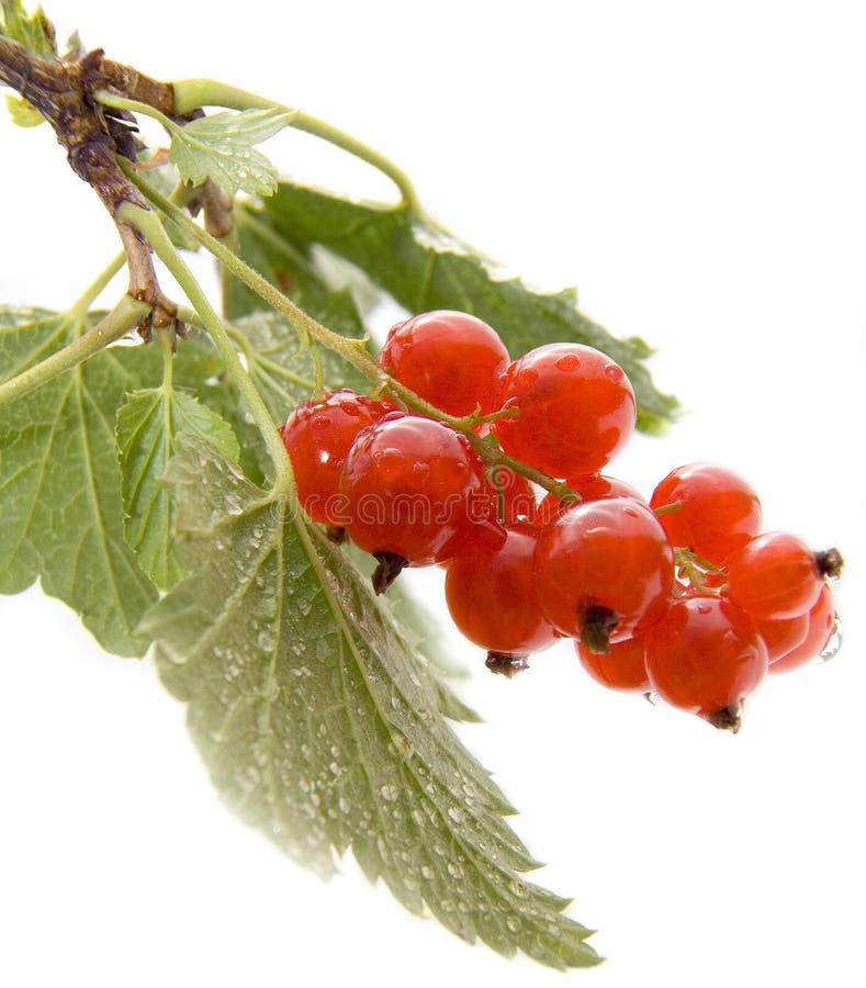 Red currant stock image. Image of juicy, drops, cranberry - 1018653