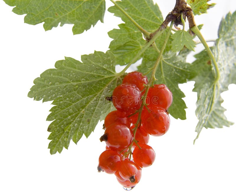 Red currant stock photo. Image of nature, currant, health - 1018828