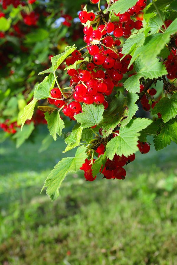 Red currant stock image. Image of sour, currant, food - 10331207