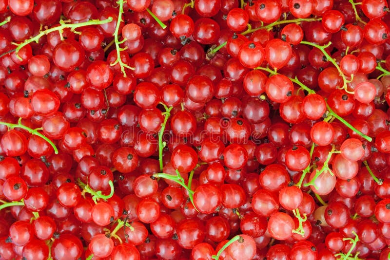 Red currant stock image. Image of currant, summer, farm - 10677373