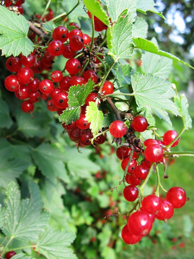 Red currant stock image. Image of color, green, objects - 10686675