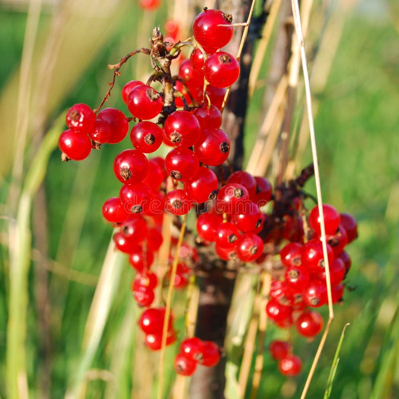 Red currant stock image. Image of natural, berry, currant - 10845249