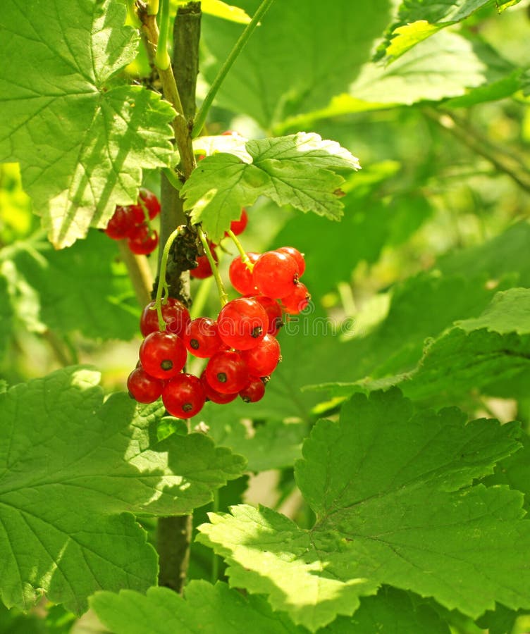 Red currant stock image. Image of scented, berry, freshness - 10899389