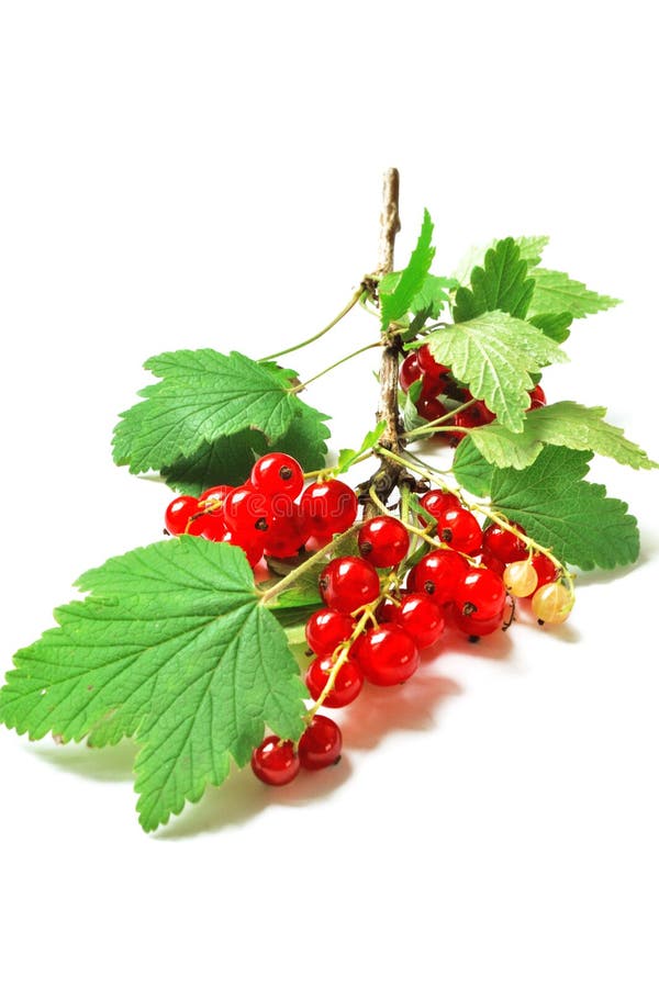 Red currant stock photo. Image of leaf, isolated, taste - 11923434