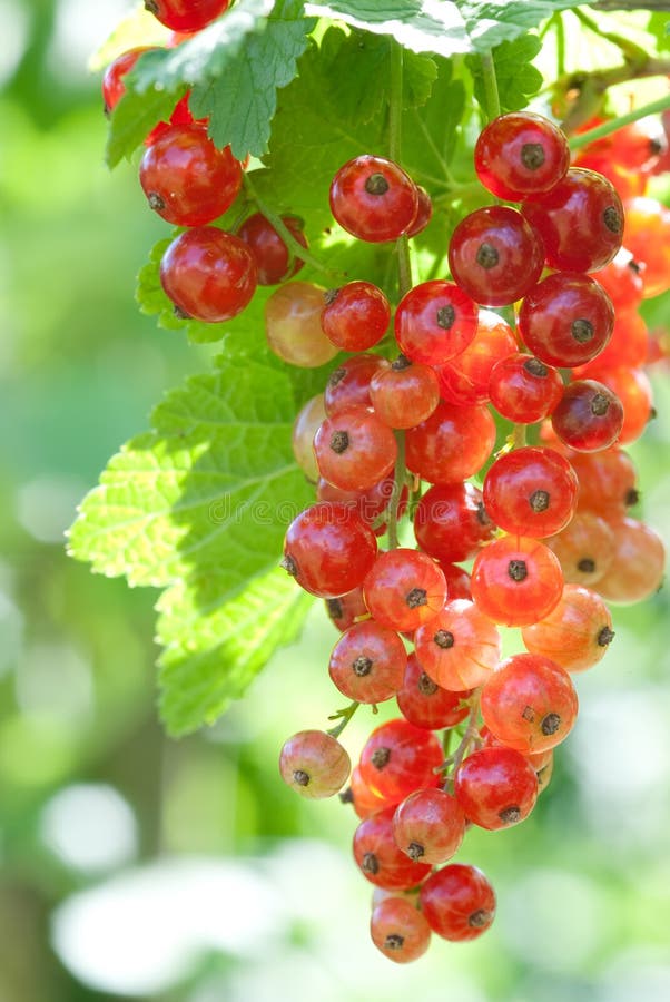 Red currant stock photo. Image of dessert, snack, stem - 14826530