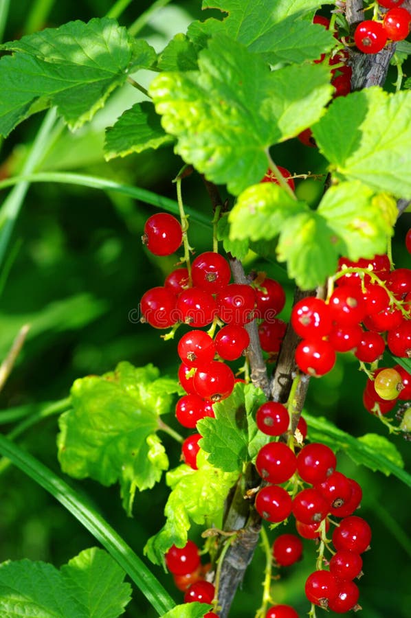 Red currant stock photo. Image of ribs, goodness, detail - 14849348