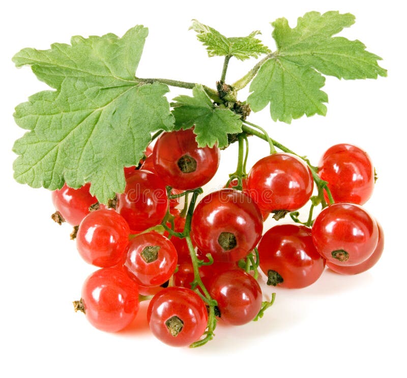 Summer fruits: Redcurrant stock photo. Image of herbalist - 1169314