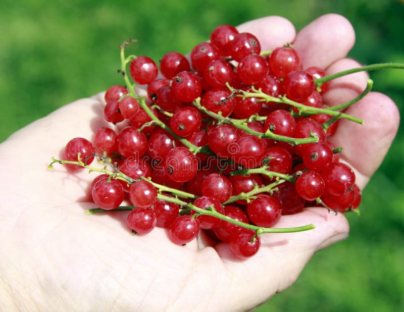 Red currant stock image. Image of tasty, multi, yellow - 15124331