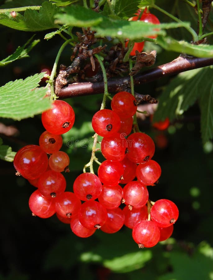 Red currant stock image. Image of harvest, garden, currants - 15280855