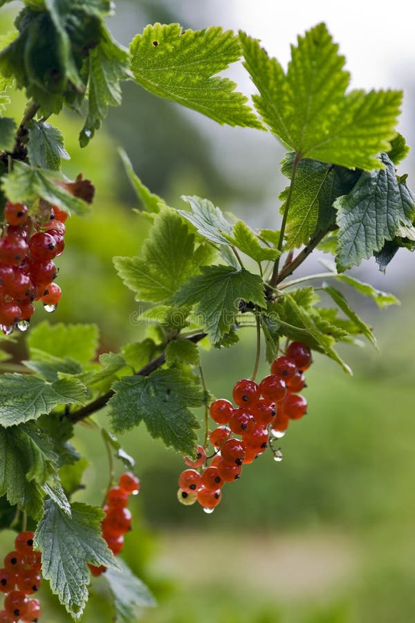 Sunflower Behind the Window. Stock Photo - Image of fall, flow: 16046380