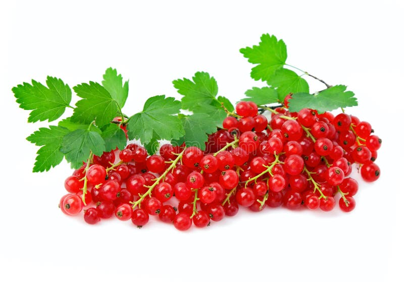 Red currant stock image. Image of healthy, sour, vegetarian - 15511029