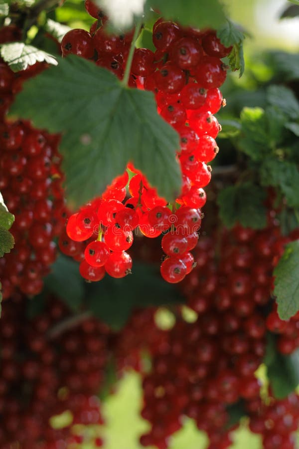 Red currant stock image. Image of macro, group, hanging - 17793305