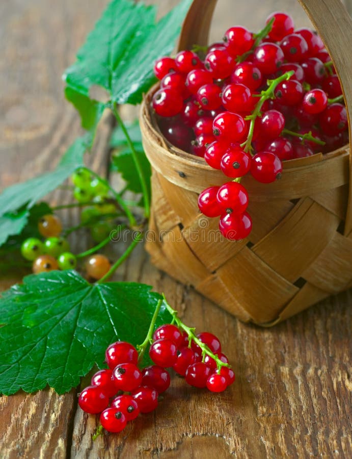 Red currant stock photo. Image of dessert, sour, vitamins - 17836746