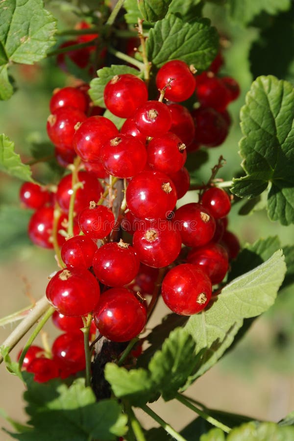 Red currant stock photo. Image of agriculture, macro - 20471946