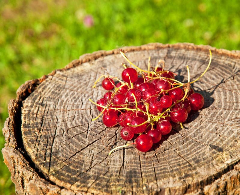 Red currant stock photo. Image of juicy, gardening, fresh - 20991566