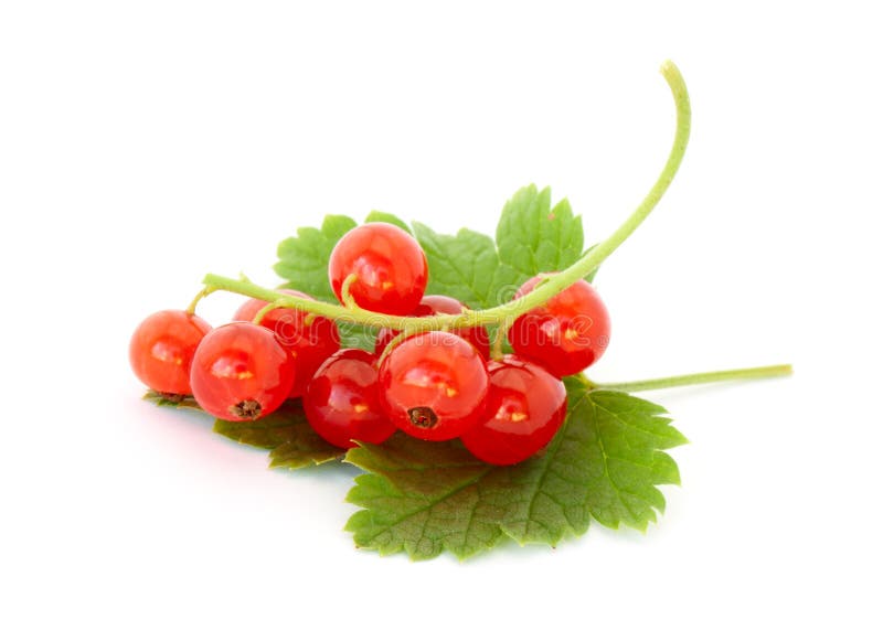 Red currant stock image. Image of sweet, branch, ripe - 20157717