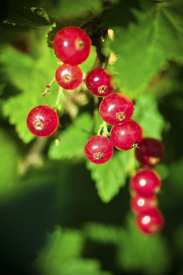 Red currant stock photo. Image of agriculture, macro - 20471946