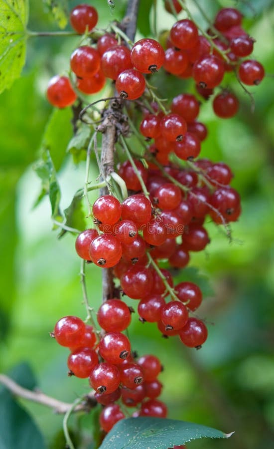 Red currant stock image. Image of macro, acid, summer - 20690723
