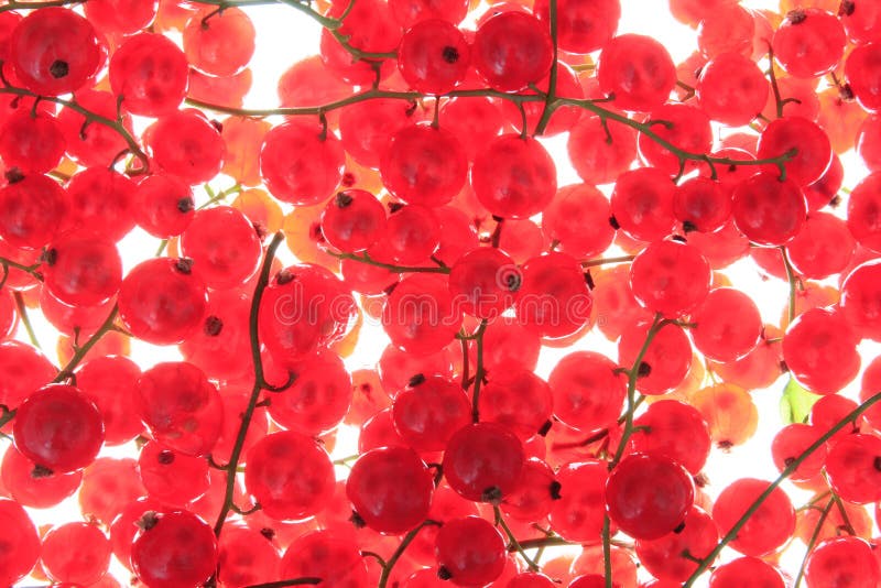 Red currant stock image. Image of structure, negative - 24011727