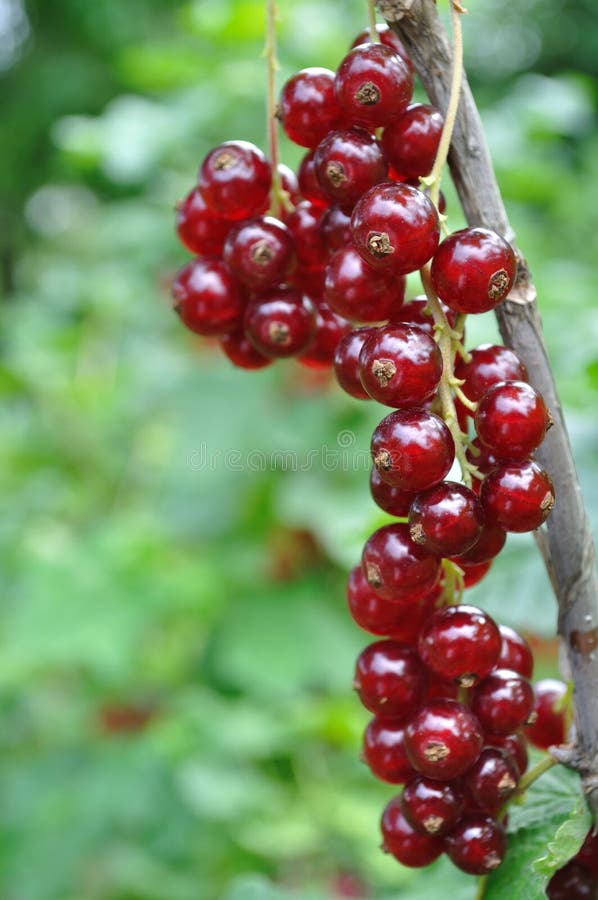 Red currant stock photo. Image of plant, brunch, gardening - 25455902