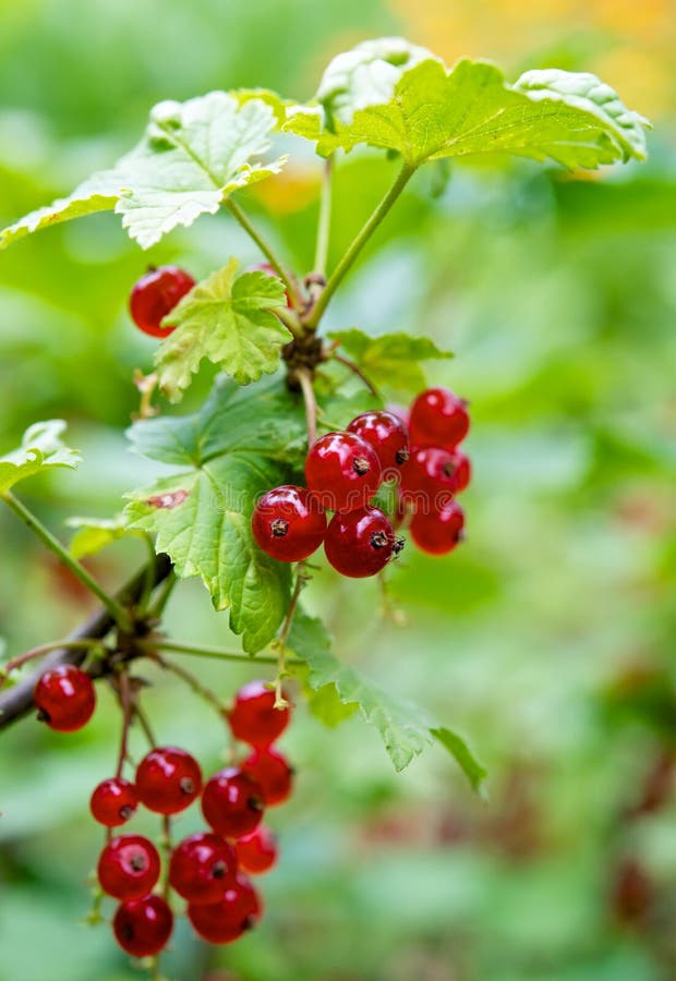 Red currant. stock image. Image of leaves, garden, growing - 25721283
