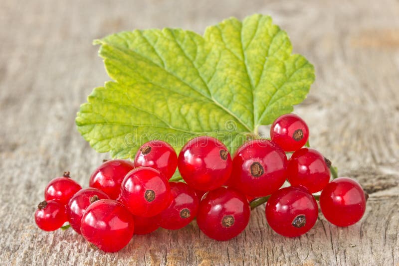 Red currant stock image. Image of berry, wood, agriculture - 25857931