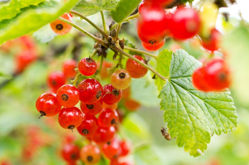 Red currant stock image. Image of farm, leaf, gardening - 26812315