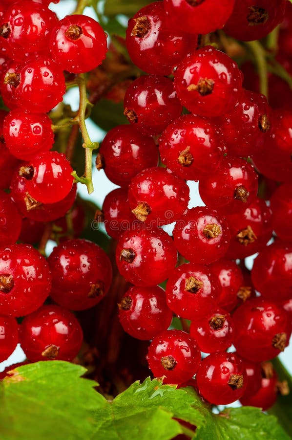 Red currant stock image. Image of fresh, freshness, healthy - 27754877