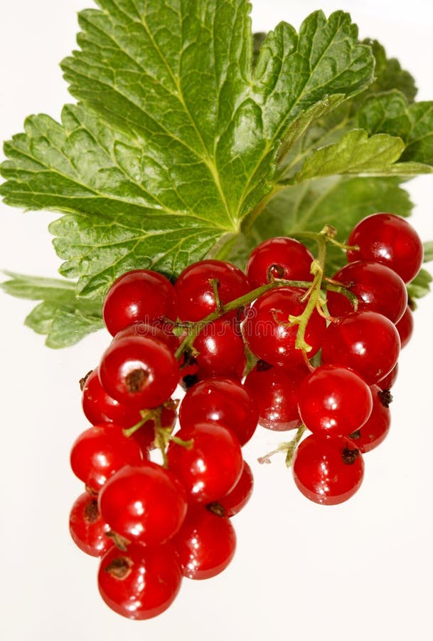 Red currant stock photo. Image of sour, fruit, currant - 2800892