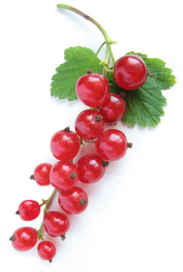 Redcurrant isolated stock photo. Image of backdrop, sweet - 14072190