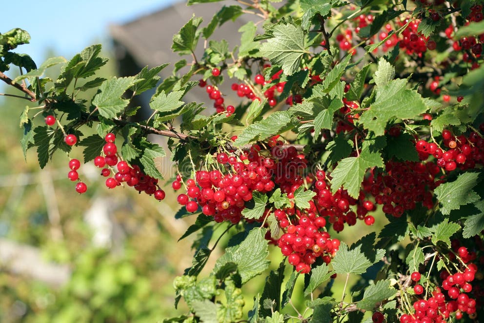 Red currant stock image. Image of berry, candy, garden - 5860557