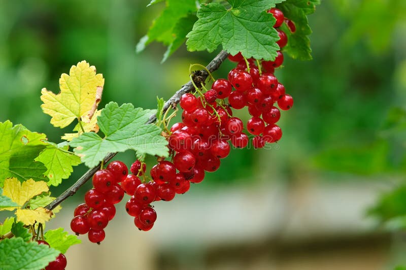 Red currant stock image. Image of color, tart, close, garden - 6182169