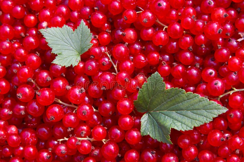 Red currant stock photo. Image of agriculture, macro - 20471946