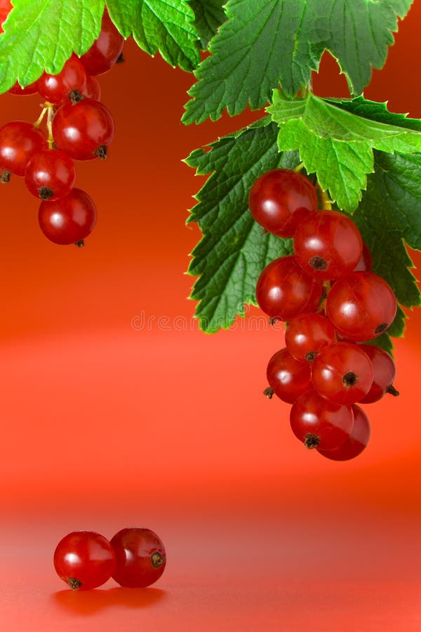 Red currant stock image. Image of nutrition, luscious - 6548337