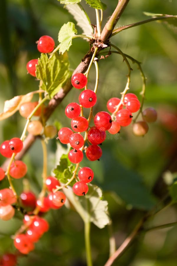 Red currants in the garden stock photo. Image of freshness - 27638522