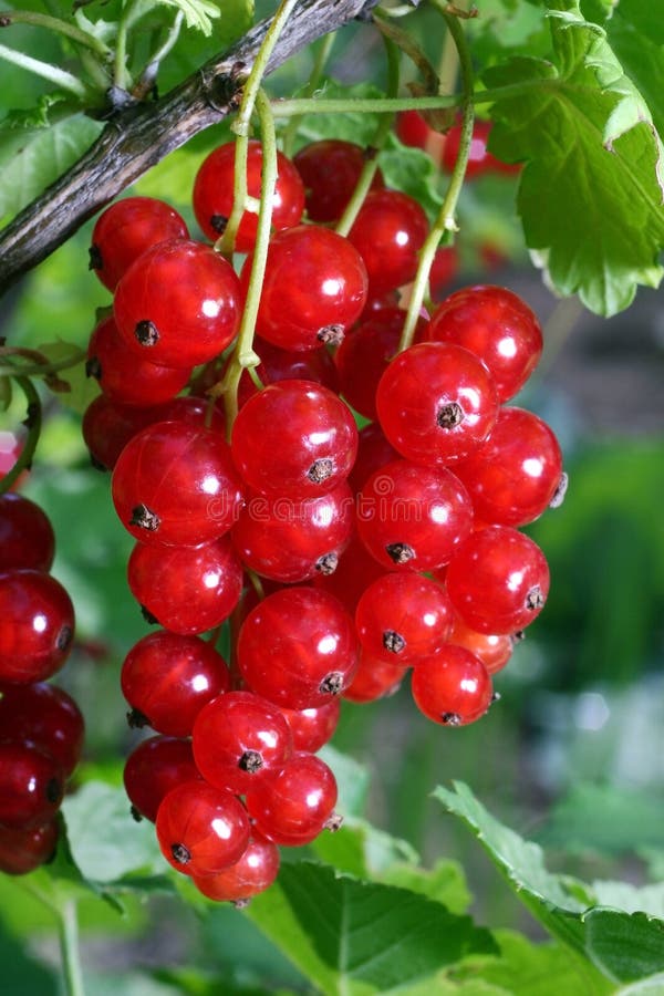 Red currant stock photo. Image of berry, food, mature - 7232942