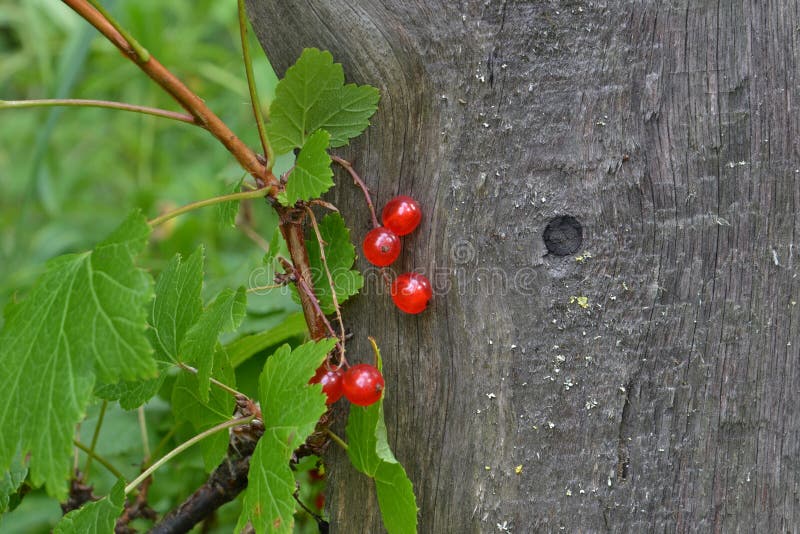Red currant against a tree stock photo. Image of branch - 25921446