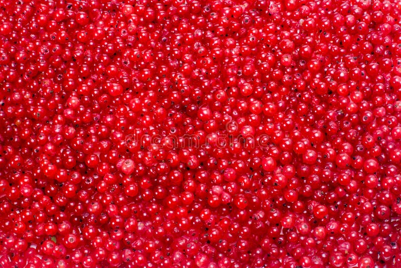 Red Currant Background without Branches, Made from for Designers Stock ...