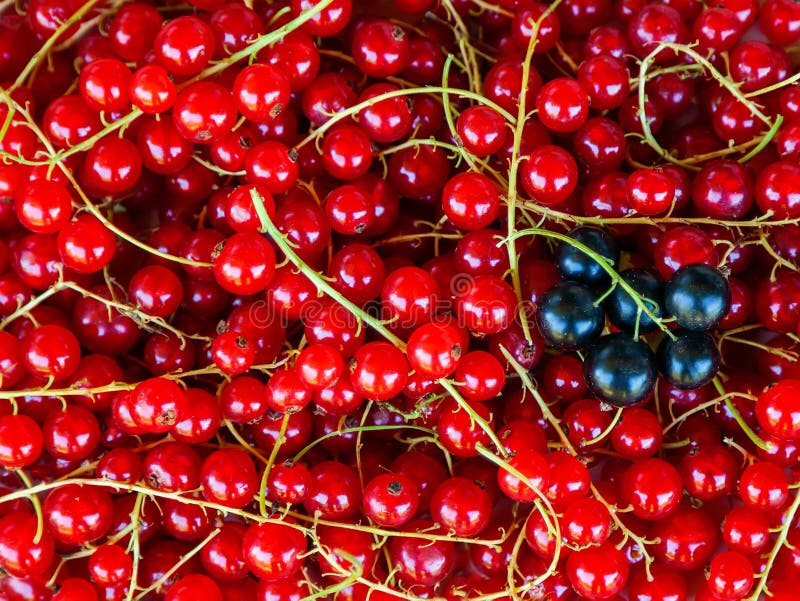 The red currant background stock image. Image of food - 243772215