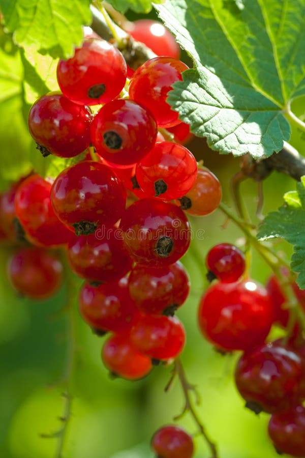 Red Currant berries stock image. Image of healthy, bunch - 10377491