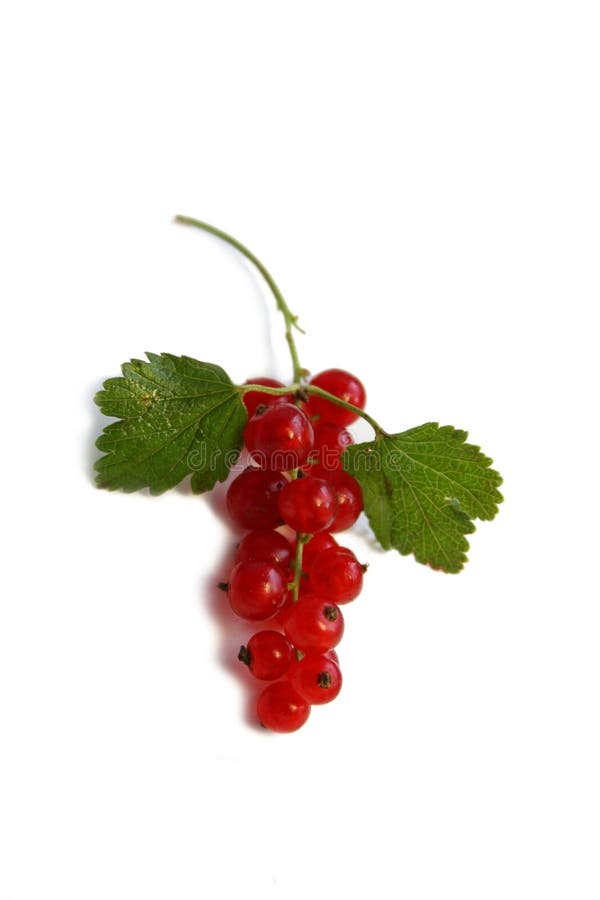 Red currant berries stock image. Image of health, beauty - 2926953
