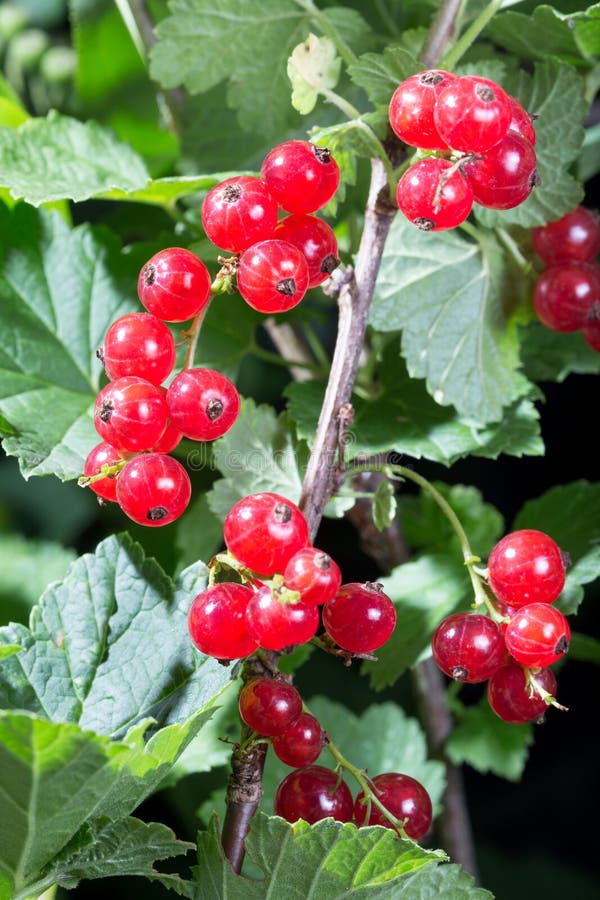 Young currant berries stock photo. Image of rural, spring - 31236136