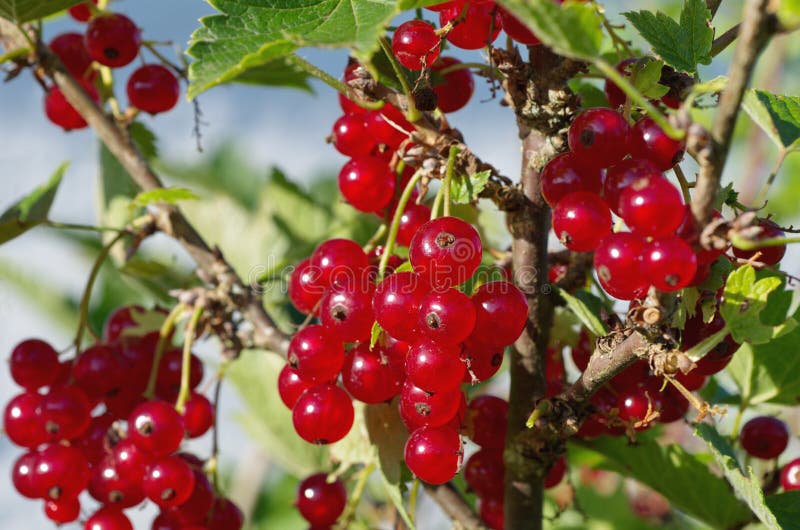Red Currant Berries on a Branch Closeup Stock Image - Image of branch ...
