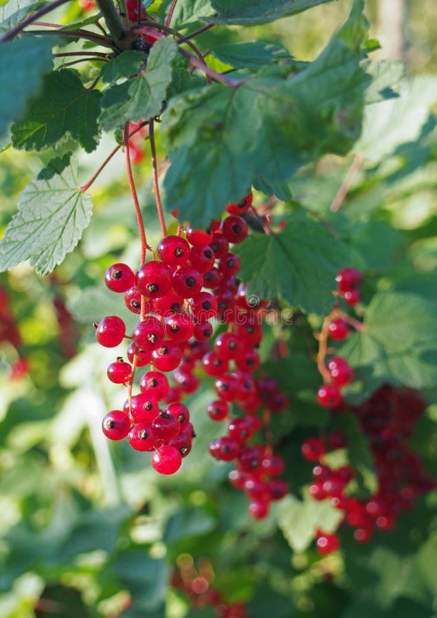 Red Berries on Branch with Green Leaves Stock Image - Image of bokeh ...