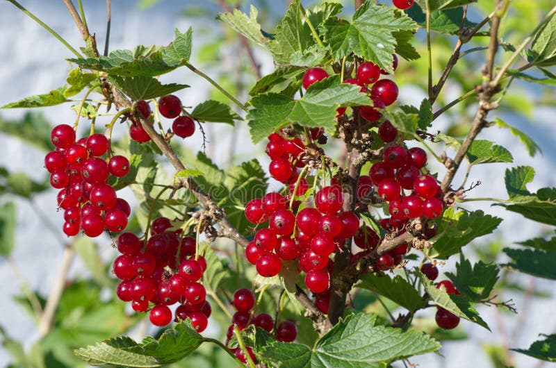 Red Currant Berries on the Branches Stock Photo - Image of leaf ...