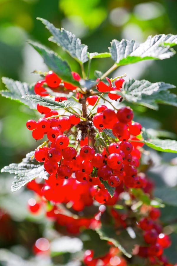 Red Currant Berries on a Bush Stock Image - Image of freshness ...