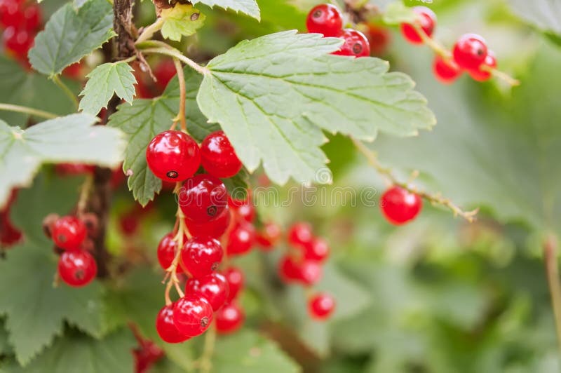 Red Currant Berries on Bush Closeup Stock Photo - Image of garden ...