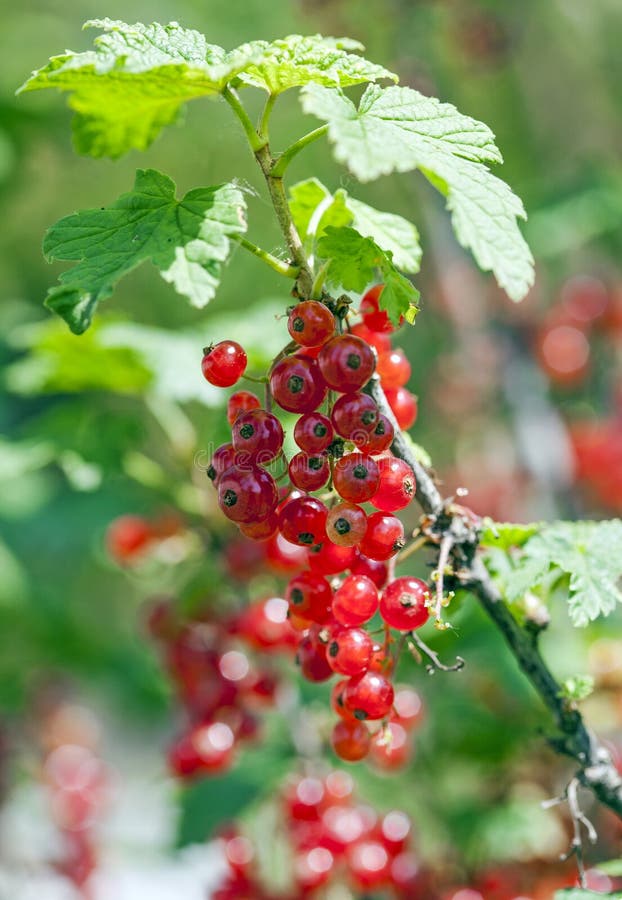 Red Currant Berries on a Bush Closeup Stock Photo - Image of leaf, blur ...
