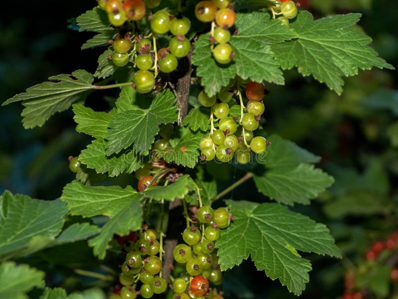 Red currant berries stock image. Image of background - 82039085